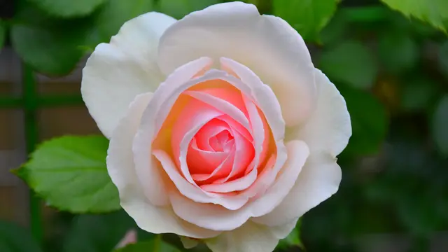 Fantastis, Ini 11 Bunga Termahal di Dunia Tahun 2025 yang Harganya ...