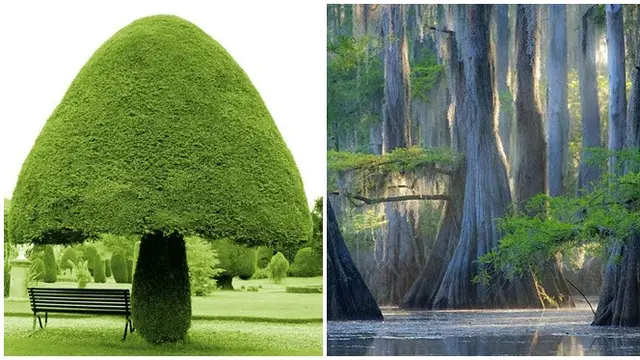 7 Potret Pohon Terunik di Dunia, Suasananya Bak di Negeri Dongeng - Hot ...