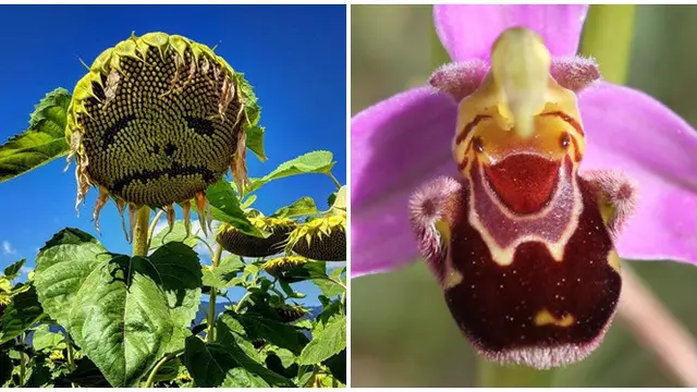 6 Potret Tumbuhan Seperti Sedang Berekspresi Bak Manusia Ini Unik ...